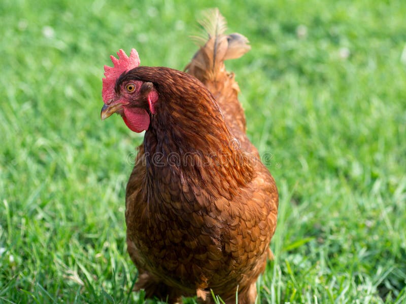Close Up of Red Hen stock image. Image of countryside - 104628603