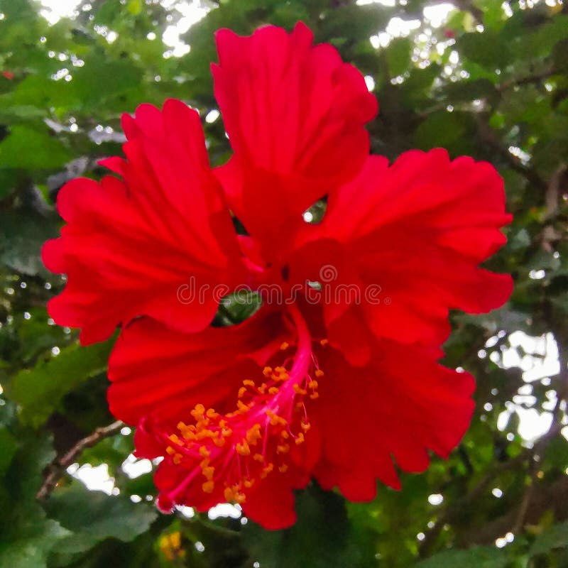 Close-up of Red Hibiscus Flower in Bloom Stock Image - Image of foliage ...