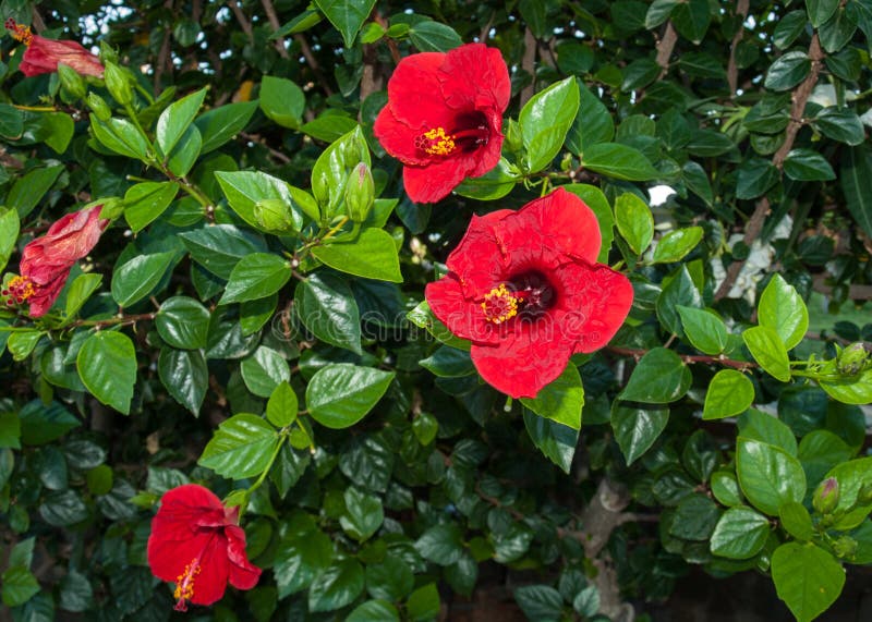Close-up of Red Hibiscus Flower on a Bush Stock Image - Image of flower ...