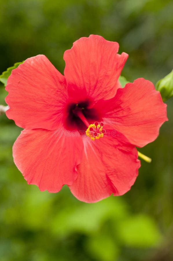 Close-up of Red Hibiscus Flower Stock Photo - Image of pistil, yellow ...