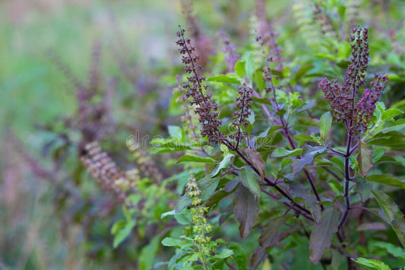 Close Up Red Holy Basil Ocimum Sanctum Tree Stock Image - Image of diet ...
