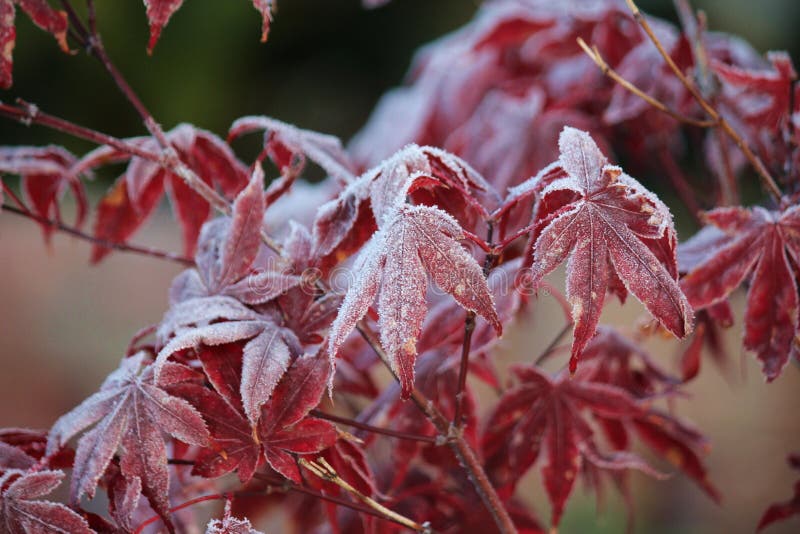 Close Up of Red Japanese Maple Tree Leaves Covered in Frost Stock Image ...