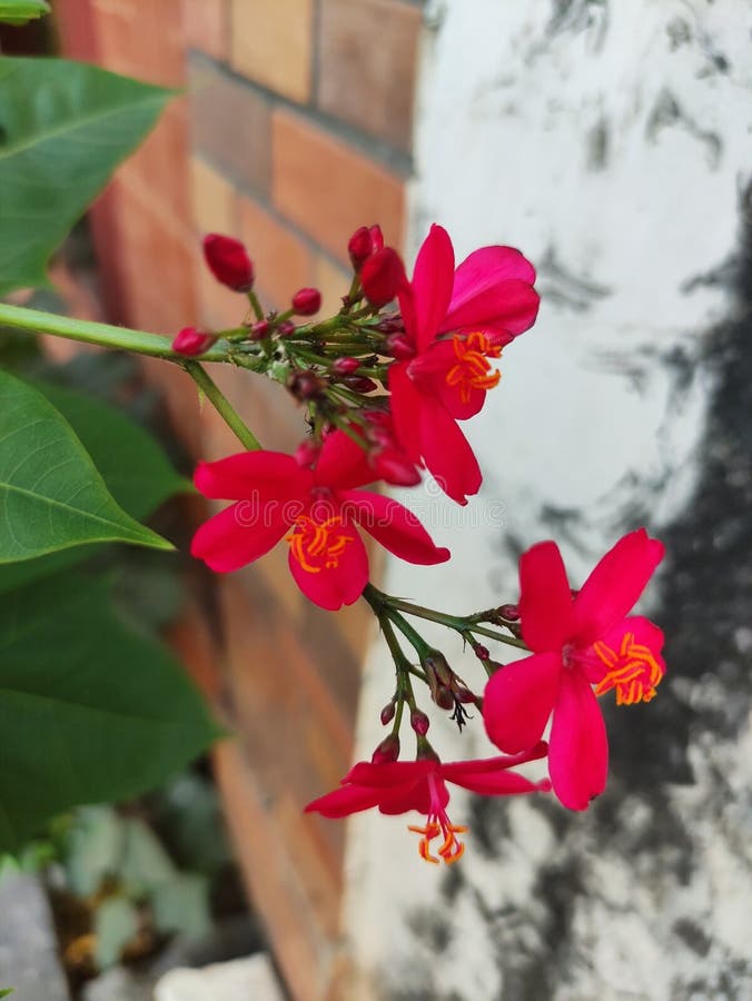 Close Up of Red Jatropha Integerrima Flower in Bloom with Blurred ...