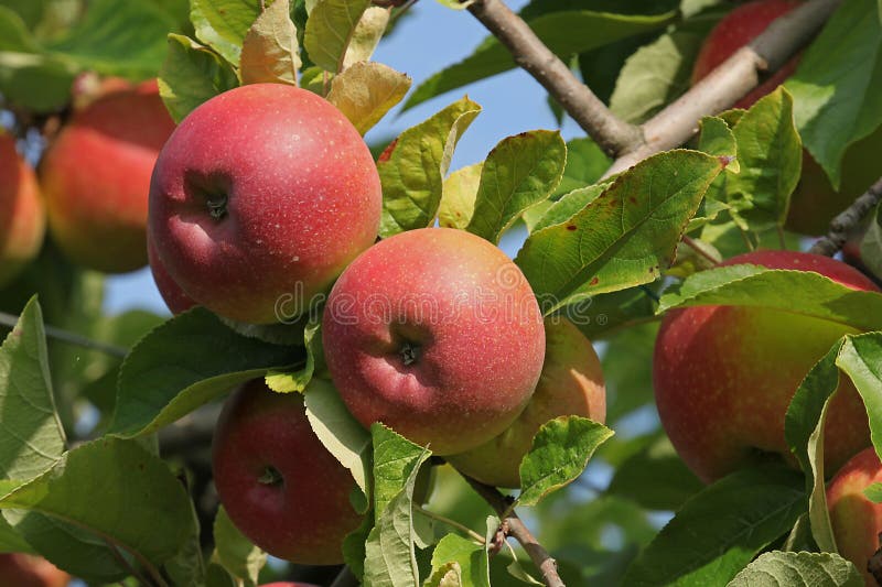 Close-up of Red Jonagold Apples on Tree Stock Image - Image of tree ...