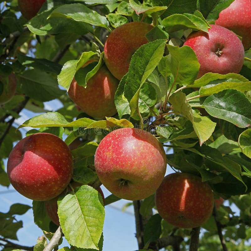 Close-up of Red Jonagold Apples on Tree Stock Image - Image of healthy ...