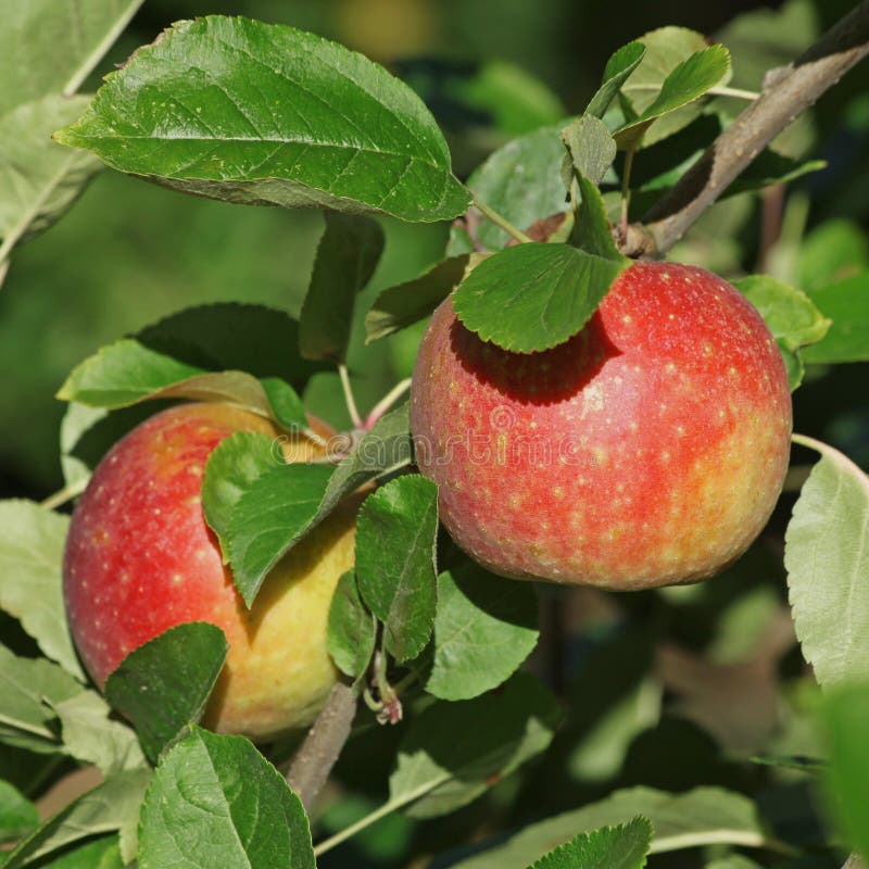 Close-up of Red Jonagold Apples on Tree Stock Photo - Image of vitamin ...