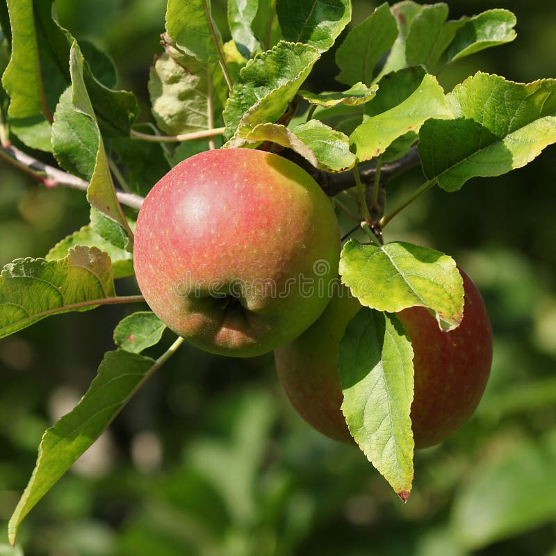 Close-up of Red Jonagold Apples on Tree Stock Image - Image of apples ...