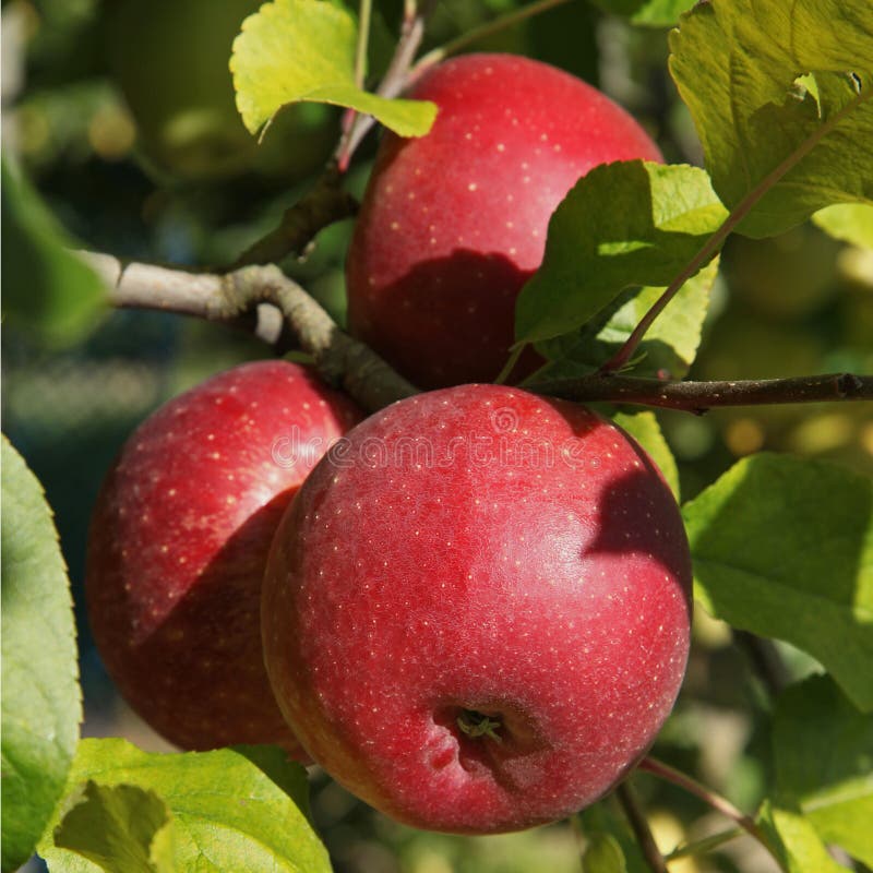 Close-up of Red Jonagold Apples on Tree Stock Image - Image of close ...