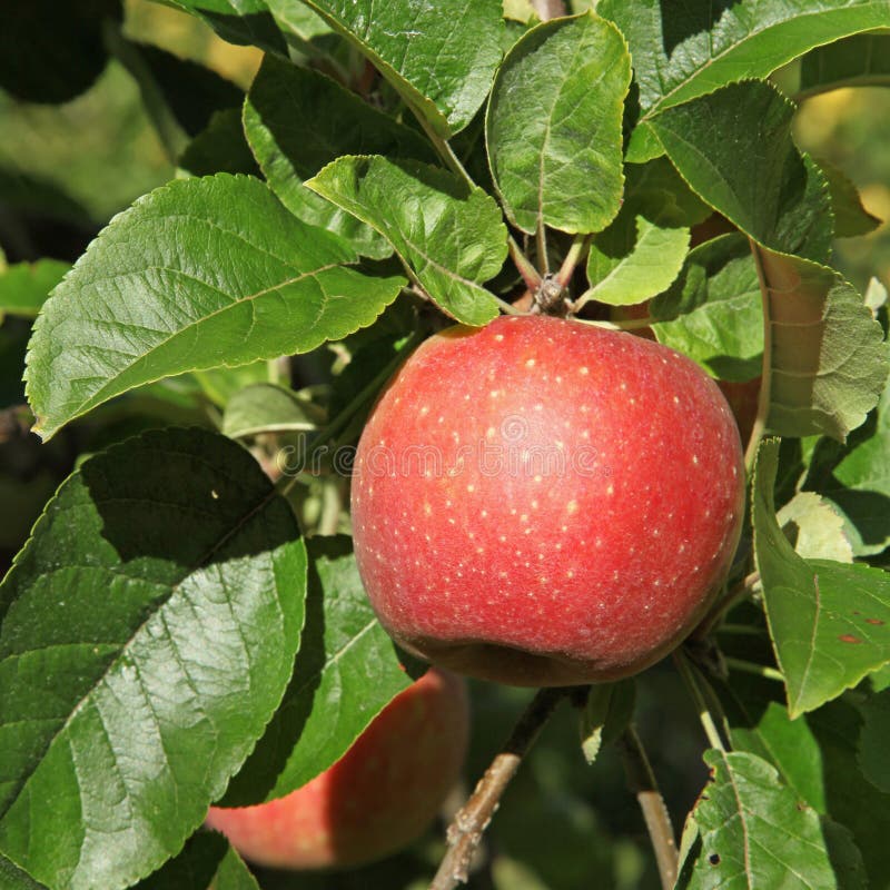Close-up of Red Jonagold Apples on Tree Stock Photo - Image of planting ...