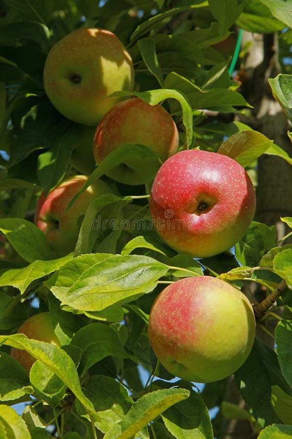 Close-up of Red Jonagold Apples on Tree Stock Image - Image of vitamin ...