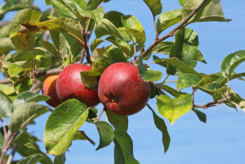 Close-up of Red Jonagold Apples on Tree Stock Image - Image of ...