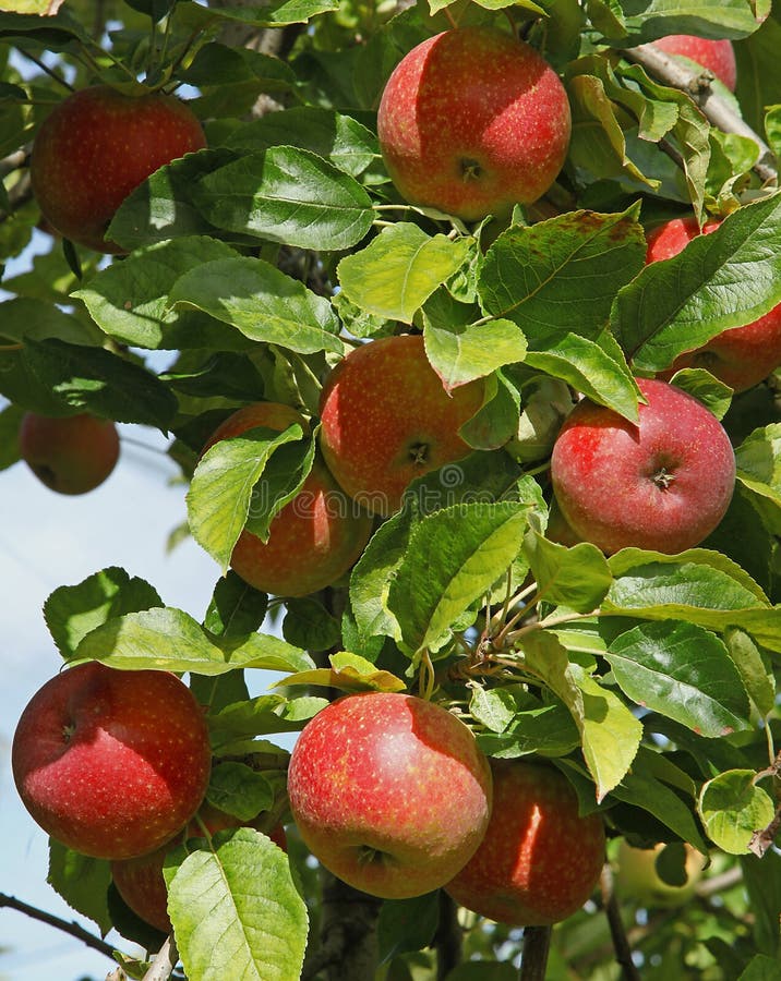 Close-up of Red Jonagold Apples on Tree Stock Photo - Image of ...