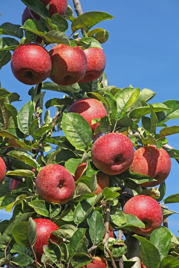 Close-up of Red Jonagold Apples on Tree Stock Image - Image of yellow ...