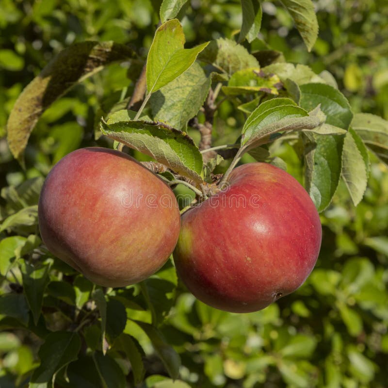 Close-up of Red Jonagold Apples on Tree Stock Photo - Image of close ...