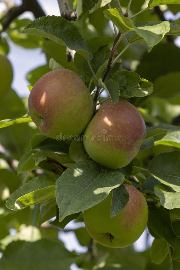 Close-up of Red Jonagold Apples on Tree Stock Photo - Image of autumn ...