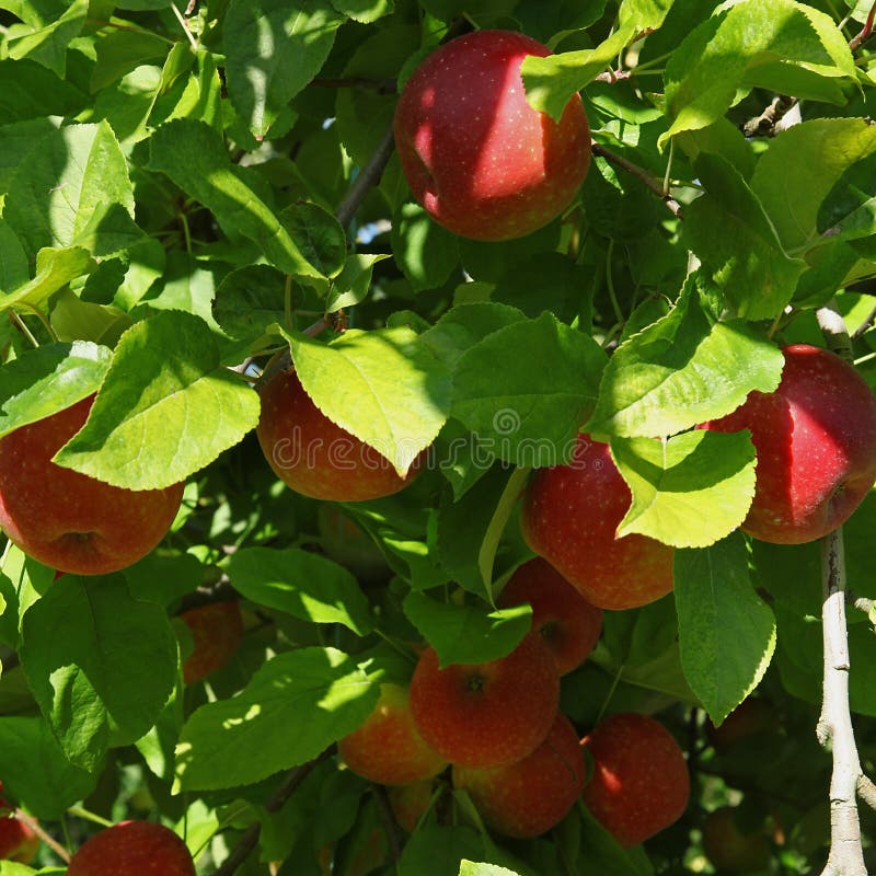Close-up of Red Jonagold Apples on Tree Stock Image - Image of vitamin ...