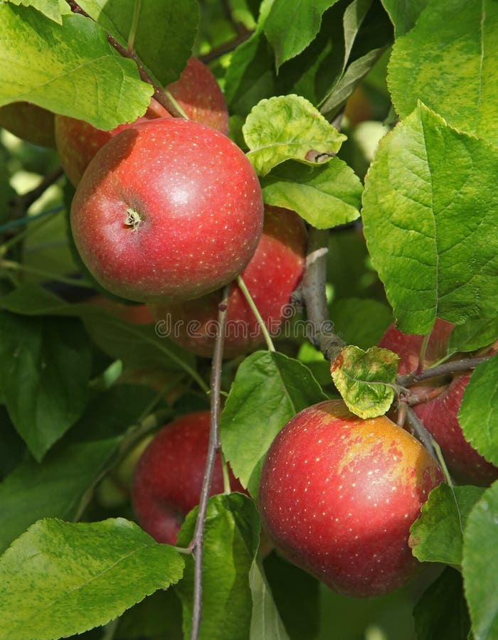 Close-up of Red Jonagold Apples on Tree Stock Image - Image of jonagold ...
