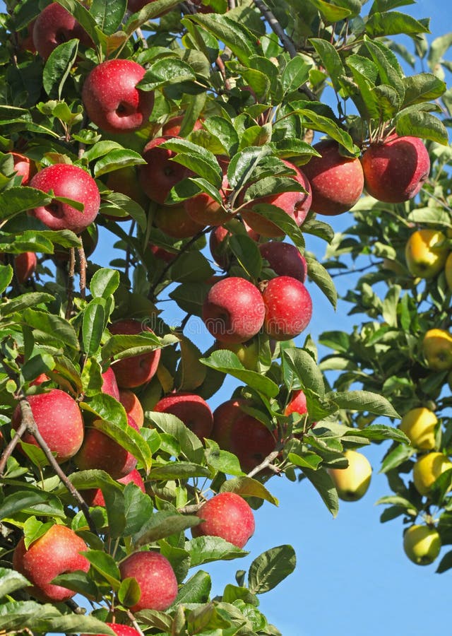Close-up of Red Jonagold Apples on Tree Stock Photo - Image of plant ...