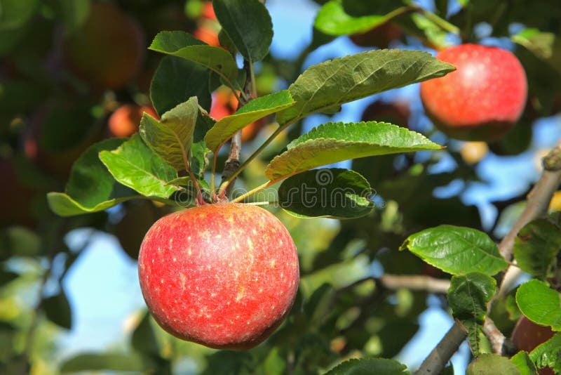 Close-up of Red Jonagold Apples on Tree Stock Image - Image of orchard ...