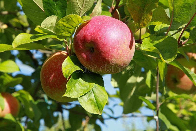 Close-up of Red Jonagold Apples on Tree Stock Photo - Image of field ...