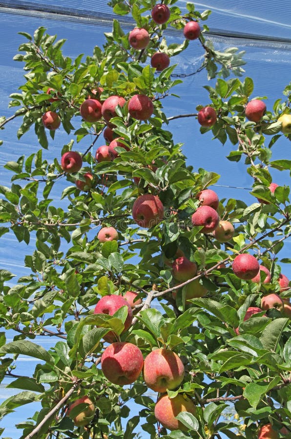 Close-up of Red Jonagold Apples on Tree Stock Photo - Image of ripe ...