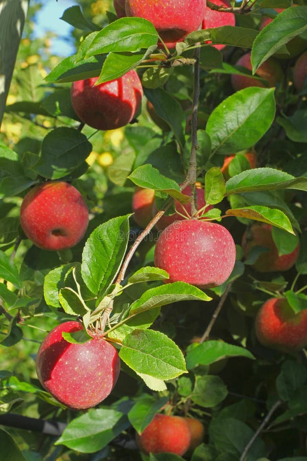 Close-up of Red Jonagold Apples on Tree Stock Photo - Image of apple ...