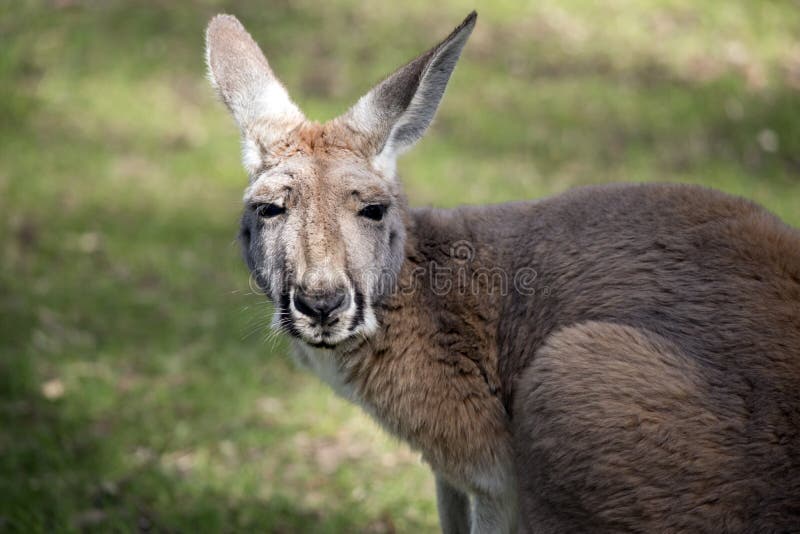 This is a Close Up of a Red Kangaroo Stock Photo - Image of eyes ...