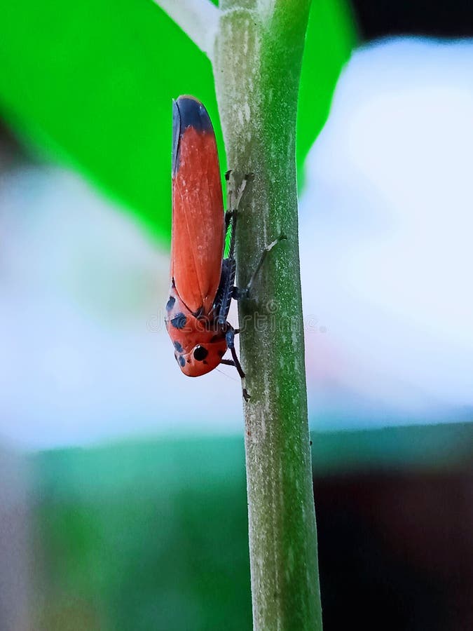 CloseUp of red ladybug stock image. Image of closeup - 170920187