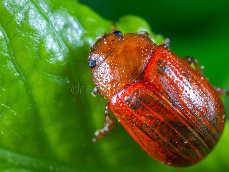 Close-up of a Red Ladybug, Dotted with Black. Stock Photo - Image of ...