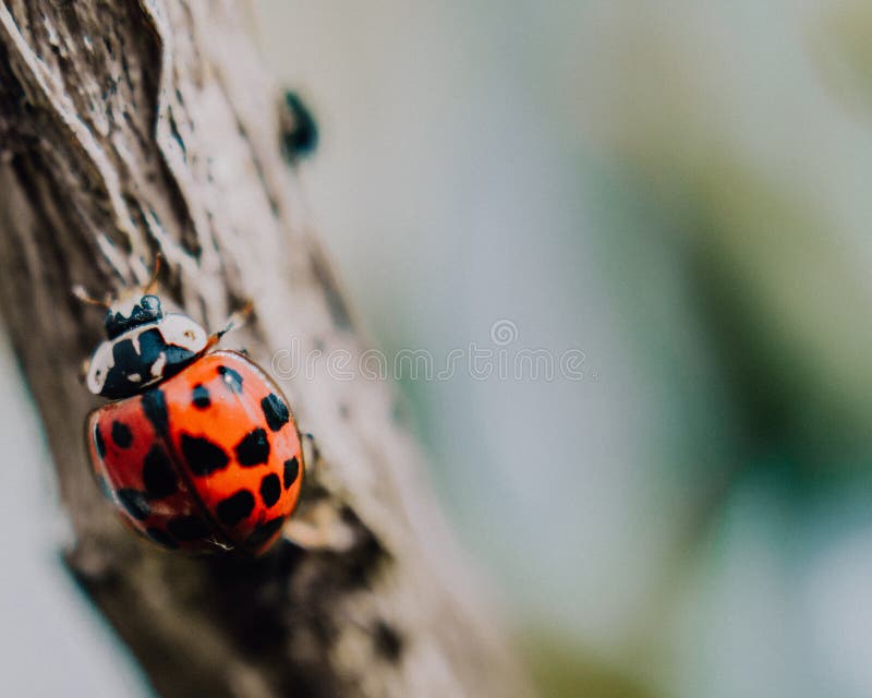 Close-up of a Red Ladybug, Dotted with Black. Stock Photo - Image of ...