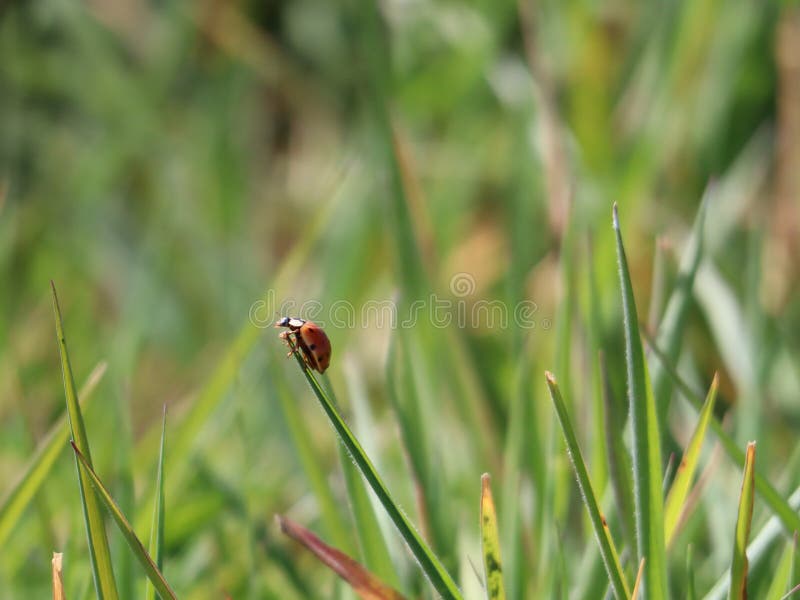 Close-up of a Red Ladybug, Dotted with Black. Stock Image - Image of ...