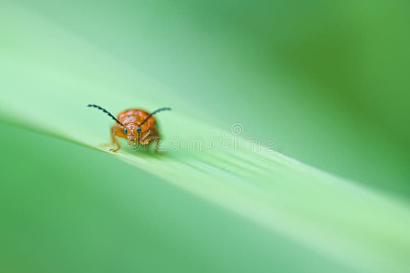Close Up Red Ladybug on Green Leaf Stock Photo - Image of animal ...