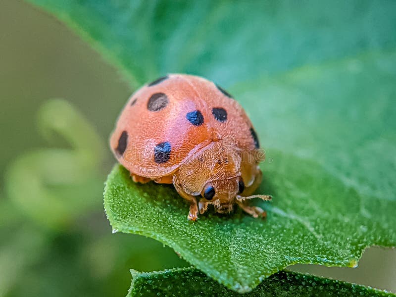 Close Up of a Red Ladybug on a Green Leaf. Beautiful Ladybug Stock ...