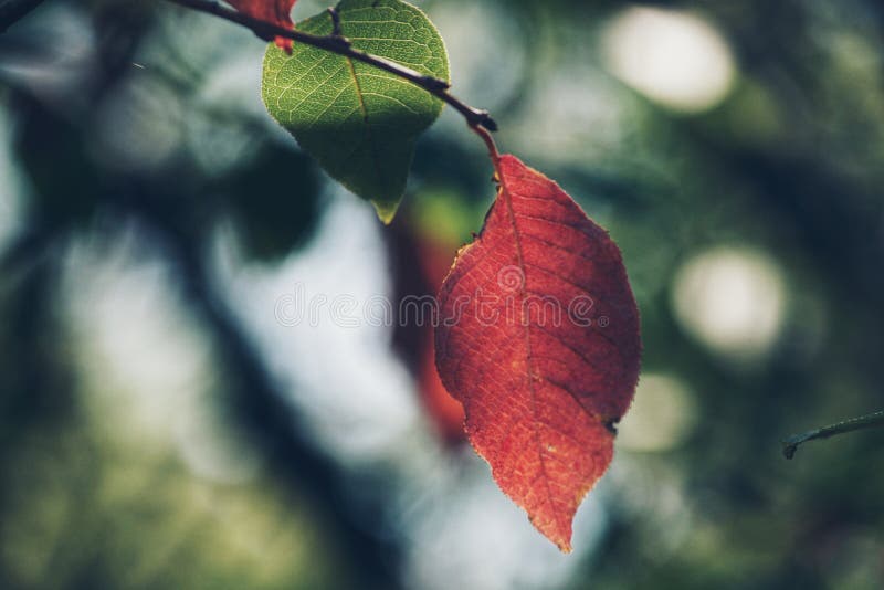 Close up of a red leaf stock image. Image of nature - 256498435