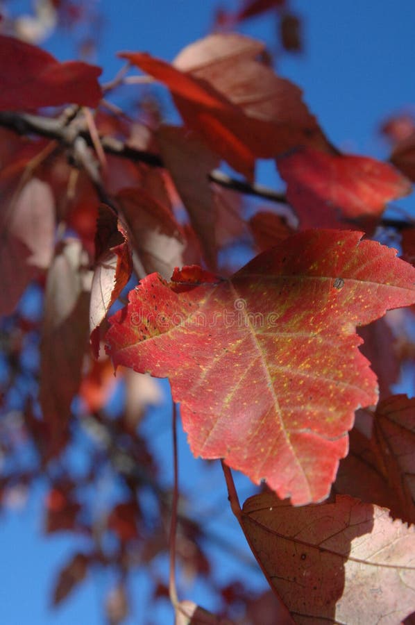 Red leaf in fall stock photo. Image of foliage, season - 163014540