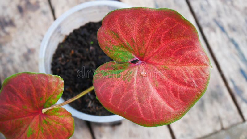 Red Leaf of Plants in Nature Stock Photo - Image of leaves, leaf: 241773184