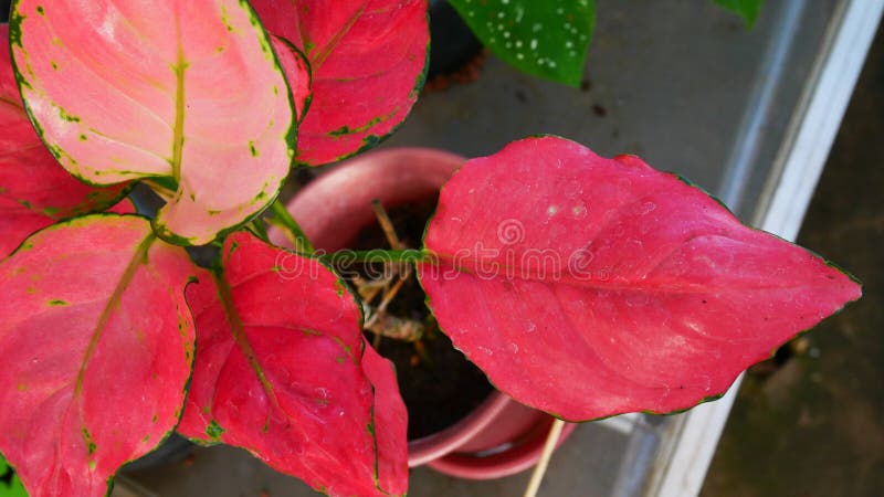 Red Leaf of Plants in Nature Stock Image - Image of forest, botanic ...