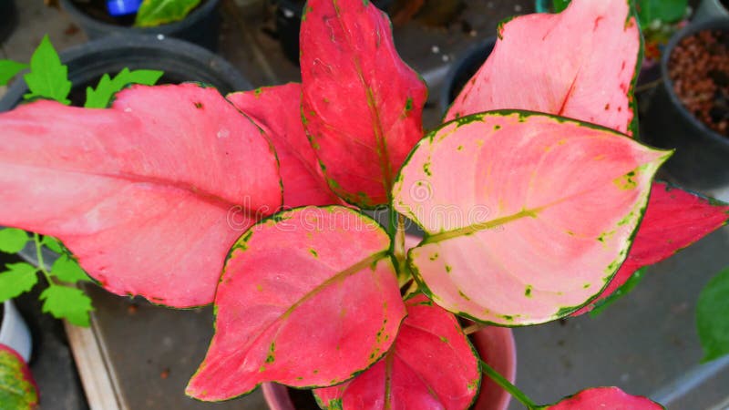 Red Leaf of Plants in Nature Stock Photo - Image of botany, cordyline ...