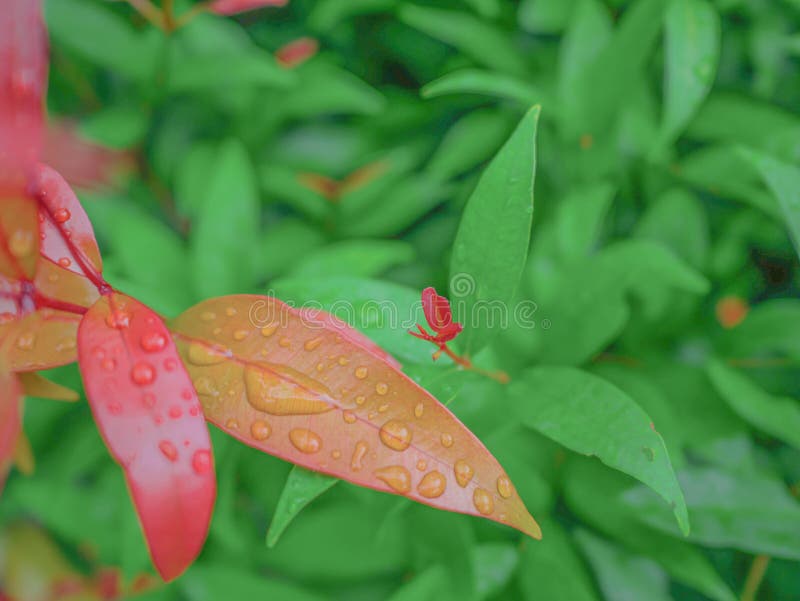 Close Up Red Leaf after Rain Stock Image - Image of group, garden ...