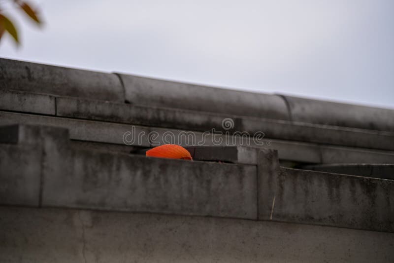 Close-up of the Red Leave on the Tile. Red Leave on the Rooftop. Autumn ...