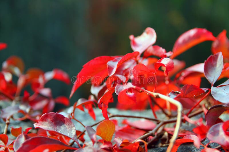 Close Up of Red Leaves during Foliage Season Stock Photo - Image of ...