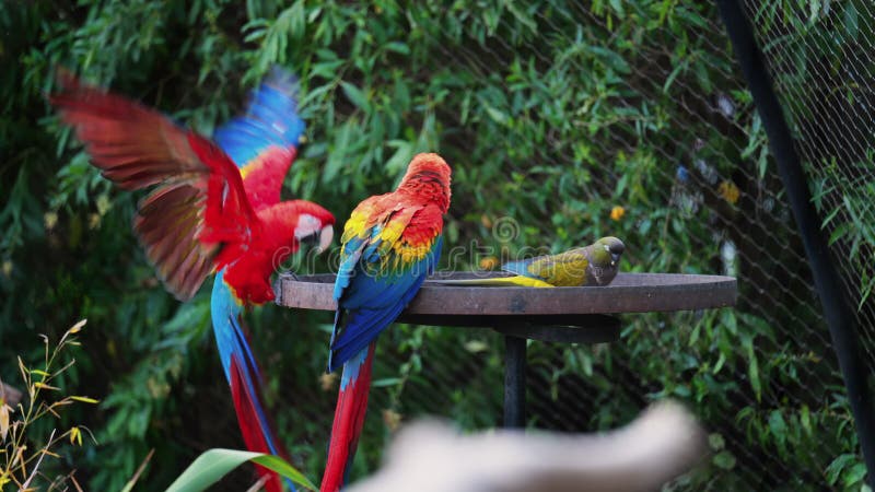 Close Up of Red Macaw Birds on a Stand a Stock Footage - Video of ...