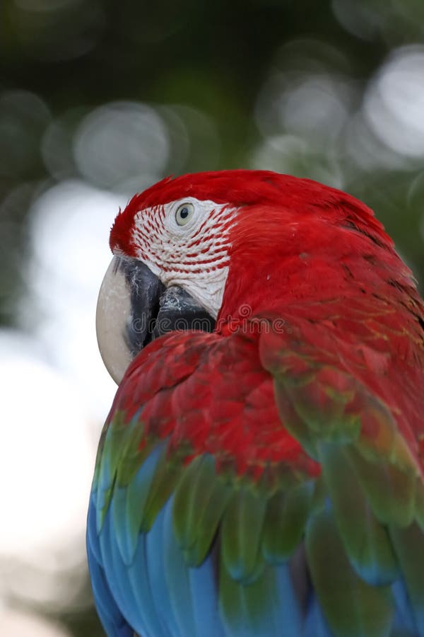 Close Up the Red Macaw Parrot Bird in Garden Stock Photo - Image of ...