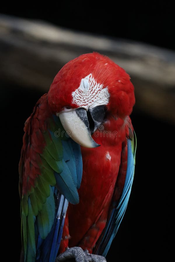 Close Up the Red Macaw Parrot Bird in Garden Stock Image - Image of ...