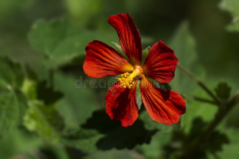 Close Up of a Red Mallow Flower Stock Image - Image of plant, tree ...