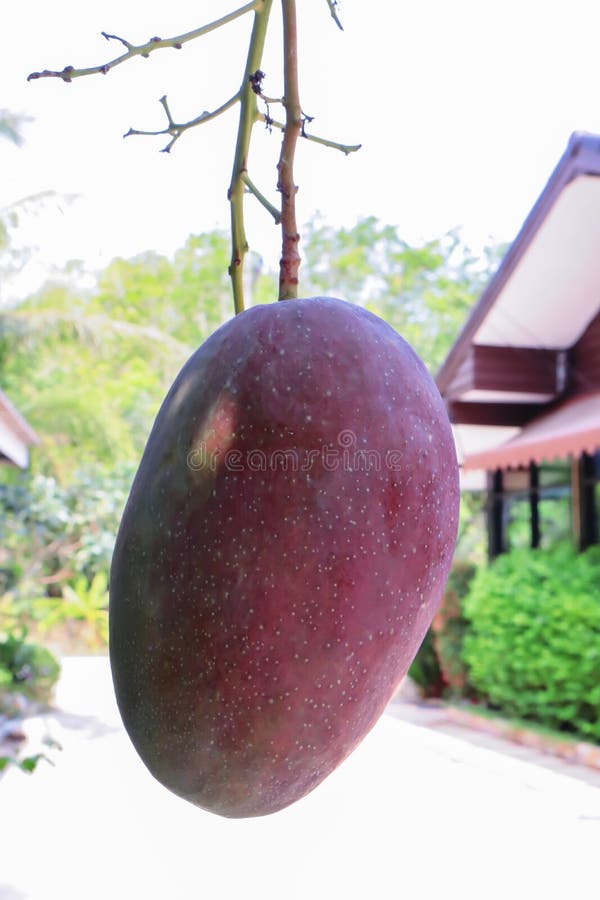 Red Mango Chakkraphat on the Mango Tree Stock Image - Image of closeup ...