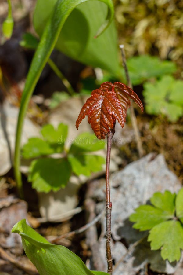 Close Up of a Red Maple Acer Rubrum Seedling Sprouting New Leaves ...