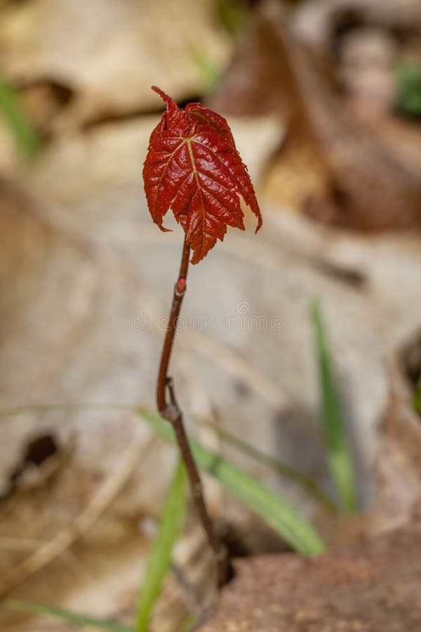 Close Up of a Red Maple Acer Rubrum Seedling Sprouting New Leaves ...