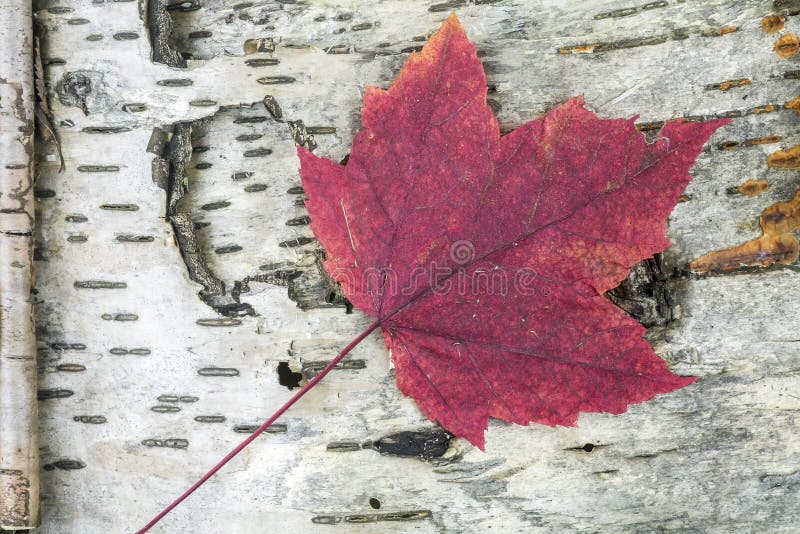Close Up of Red Maple Leaf on Birch Bark Stock Image - Image of forest ...