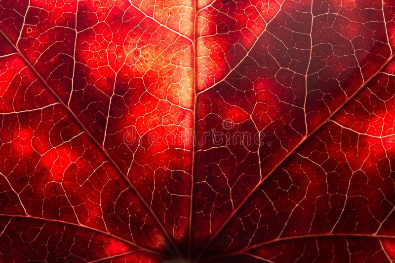 Close Up of Red Maple Leaf Structure Stock Image - Image of botany ...